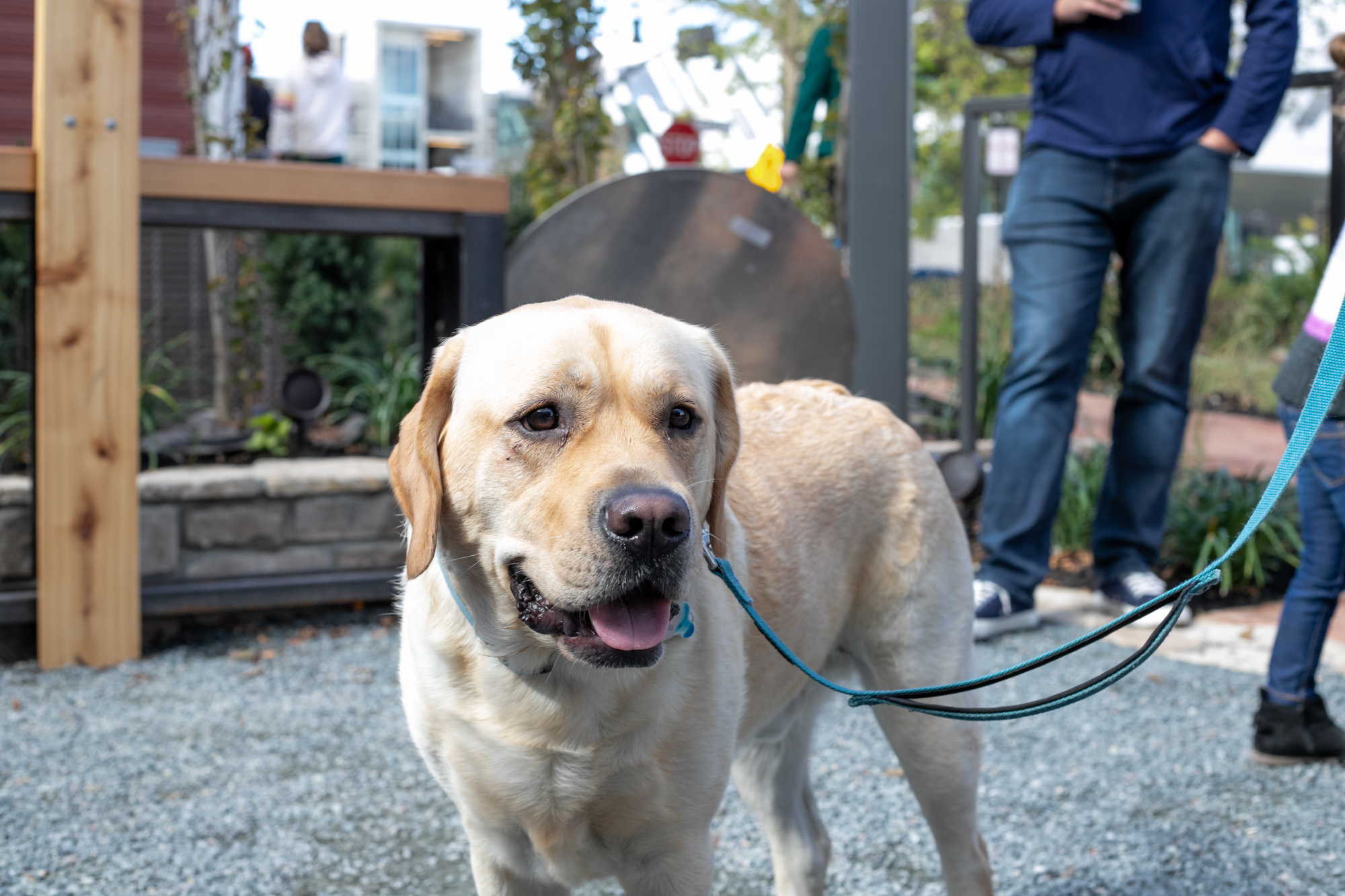 Dog Pass Form - COhatch | Coworking, Office Space, Meetings & Events